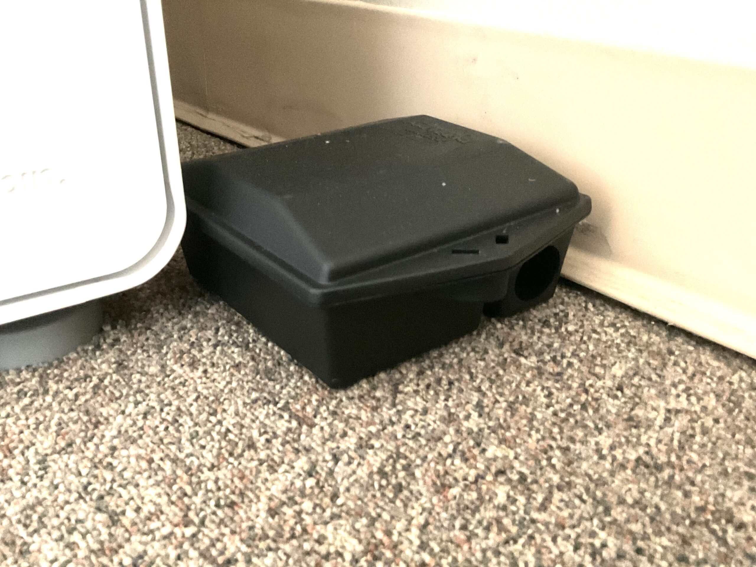The Egregious Mouse Invasion of Silver Creek High School – The Talon ...